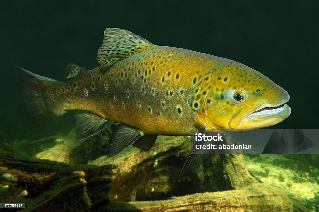 Fish - Национални парк Копаоник